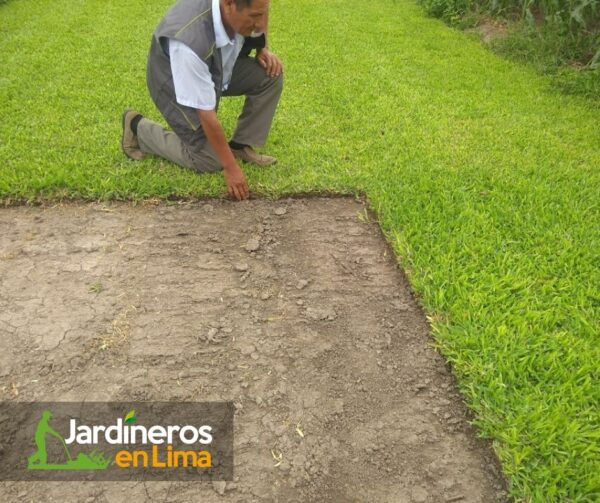 venta de grass americano en Lima » 【Jardineros Lima】