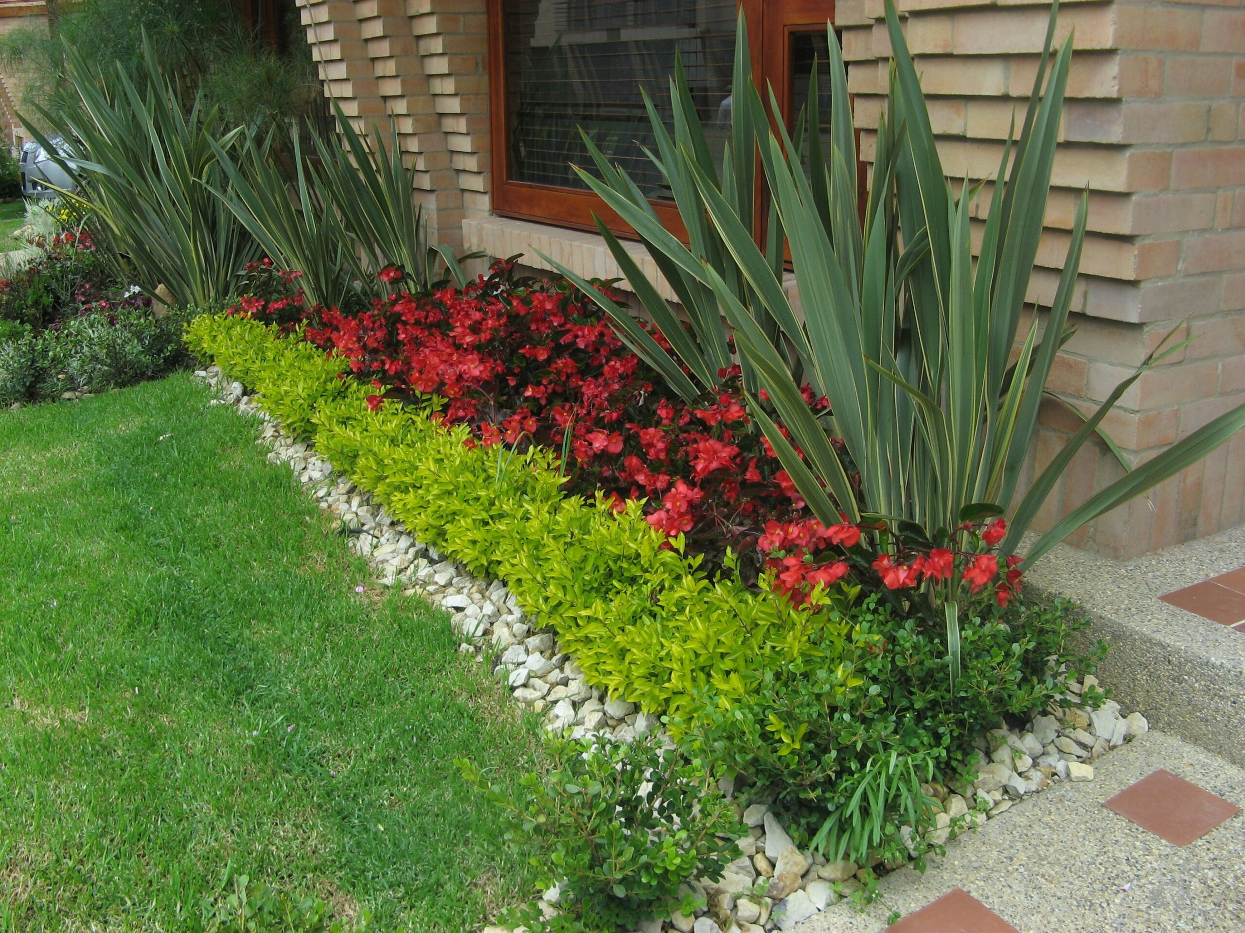 Planta duranta característica y para qué sirve » 【Jardineros Lima】