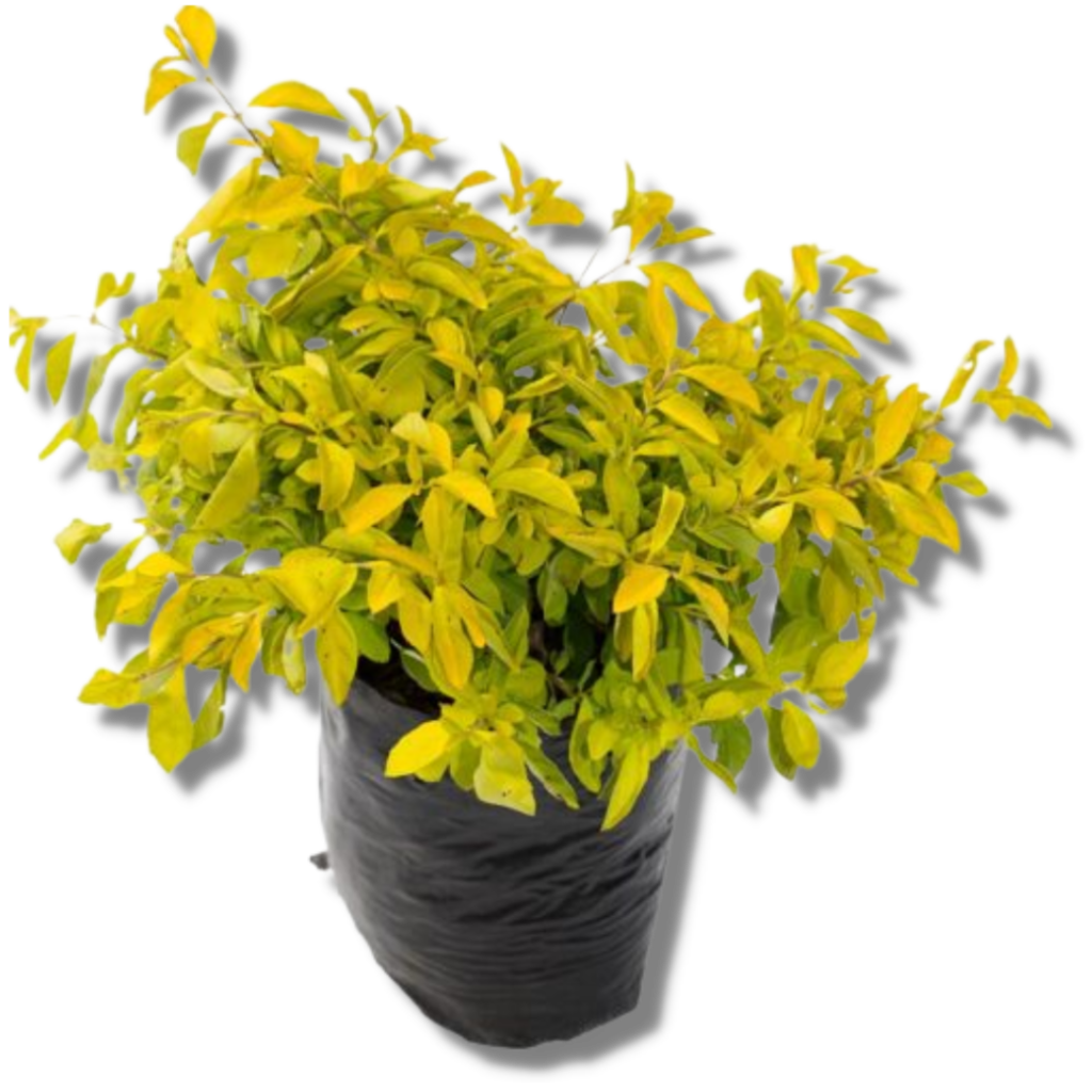 Planta duranta característica y para qué sirve » 【Jardineros Lima】