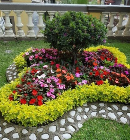 Planta duranta característica y para qué sirve » 【Jardineros Lima】