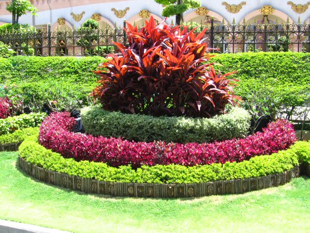 Planta duranta característica y para qué sirve » 【Jardineros Lima】