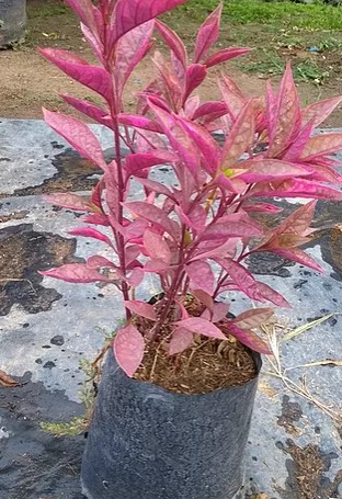 Planta duranta característica y para qué sirve » 【Jardineros Lima】