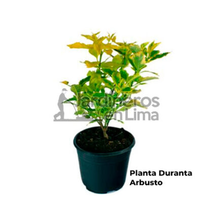 Planta duranta característica y para qué sirve » 【Jardineros Lima】