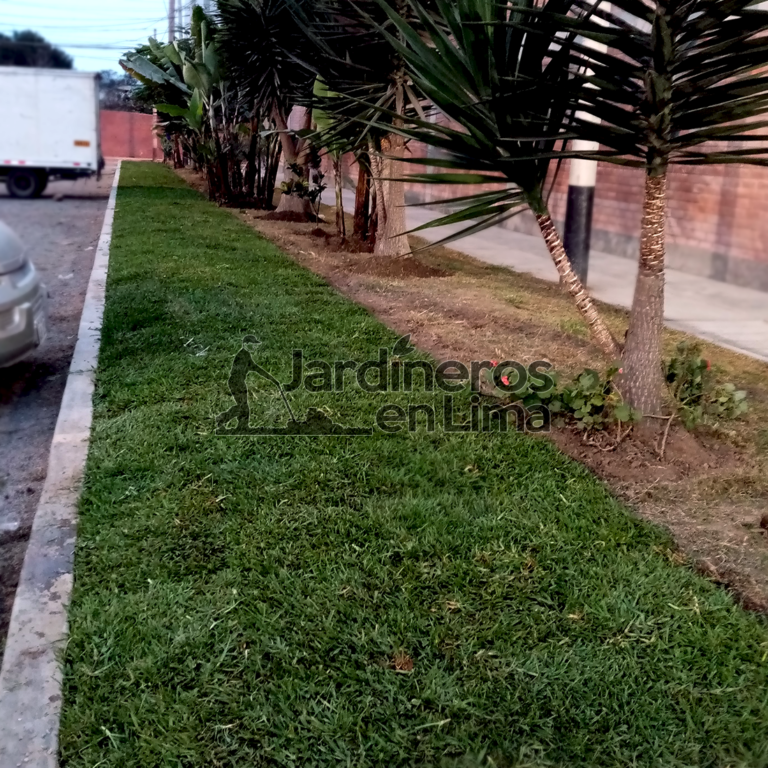 Venta e instalación de grass natural en Lima » 【Jardineros Lima】